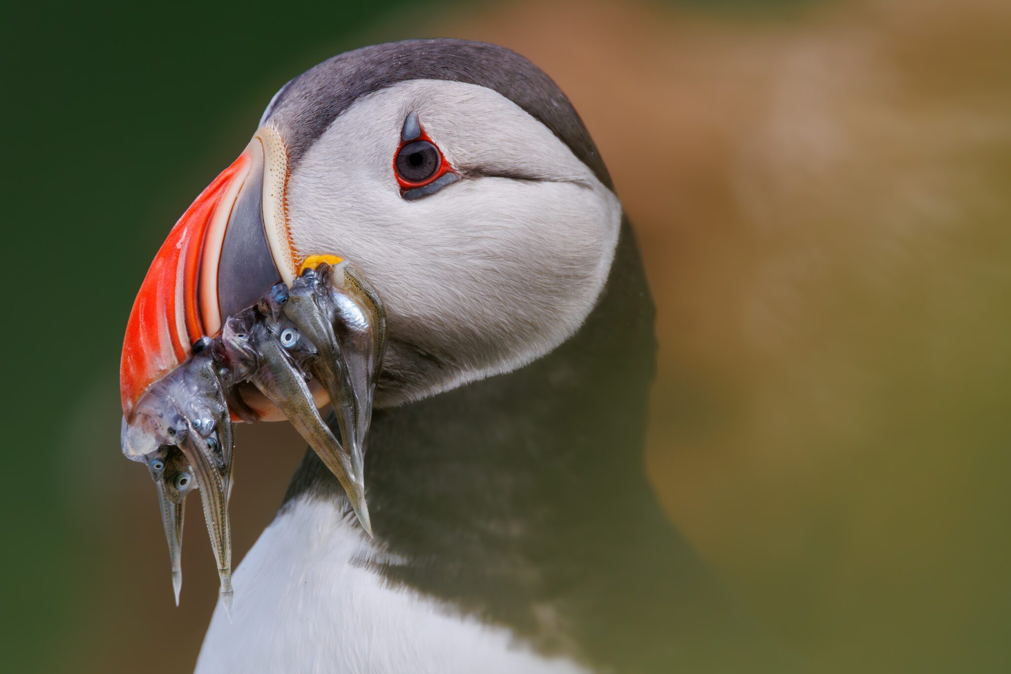 6 Tips To Improve Your Puffin (and Bird) Photographs - Blog